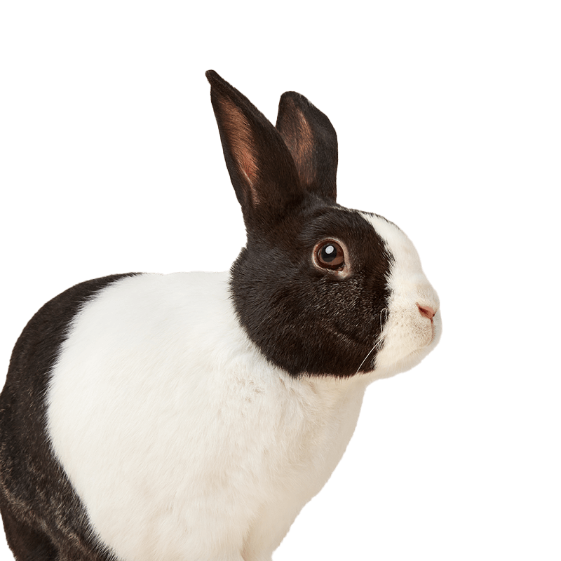 Pet Insurance | Get your pet insurance through Pets at Home